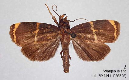 Papua Insects Foundation (Lepidoptera/Immidae/Imma bilineella)
